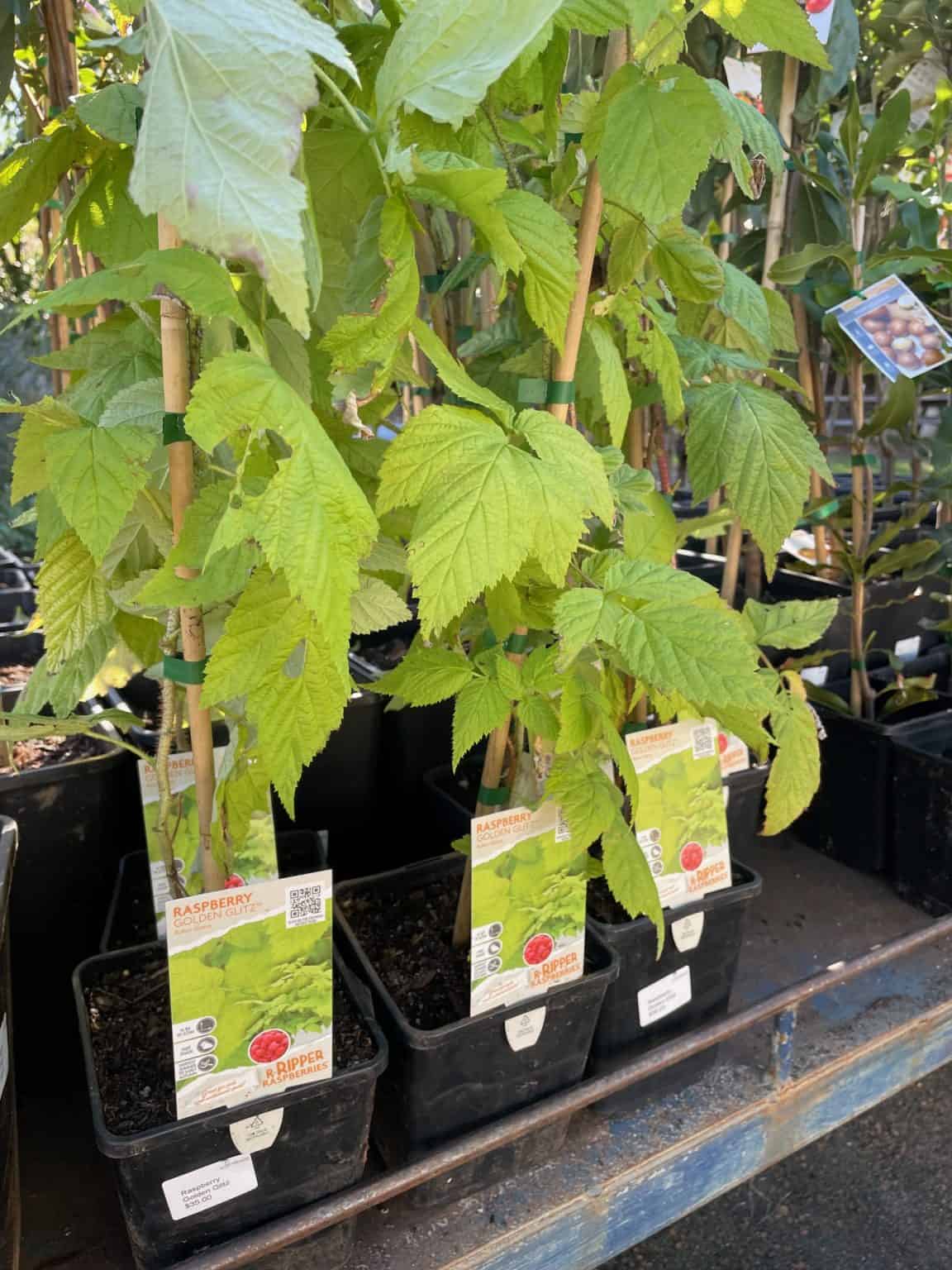 Raspberry Golden Glitz - Lakeside Plants & Nursery