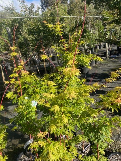 Senkaki Maple - Lakeside Plants & Nursery