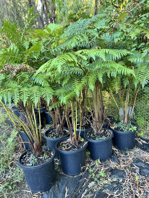 Australian Tree Fern - Lakeside Plants & Nursery